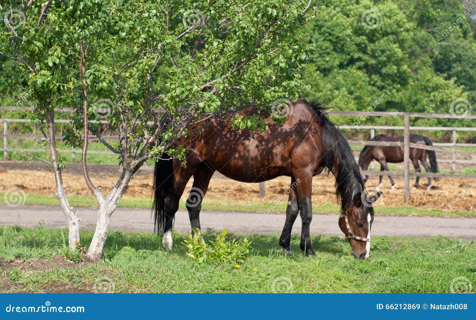 Brown Horse with Black Mane Eating Grass Growing Stock Image - Image of ...
