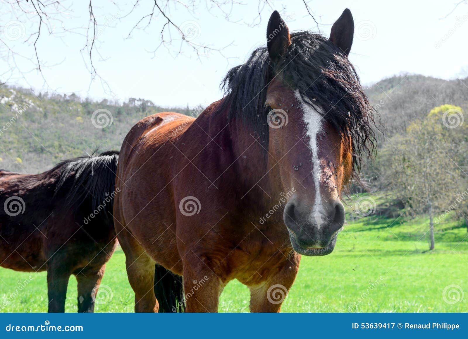 Brown Horse with a Black Mane Stock Image - Image of grazing, field ...