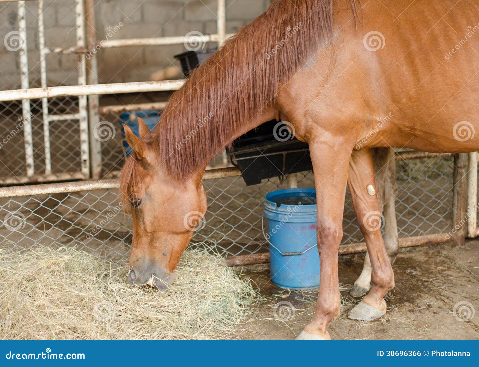 Brown horse eating hay stock photo. Image of portrait - 30696366