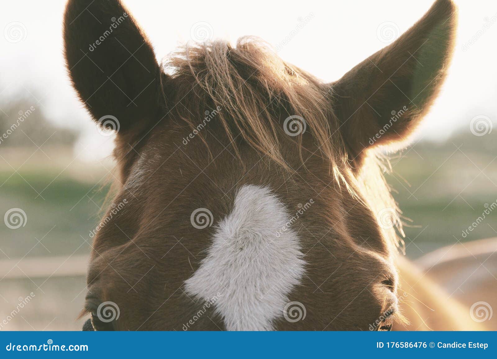 Brown horse forelock stock photo. Image of face, rustic - 176586476