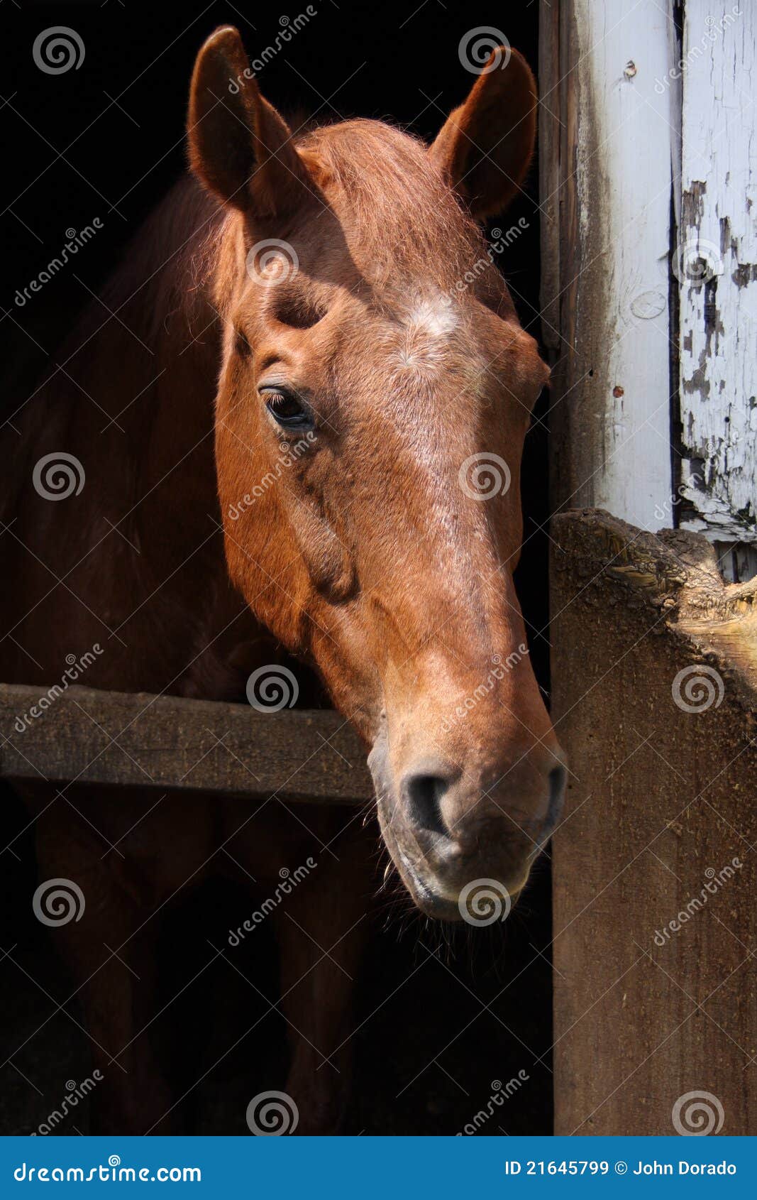 Brown horse front view stock image. Image of animal, workhorse - 21645799