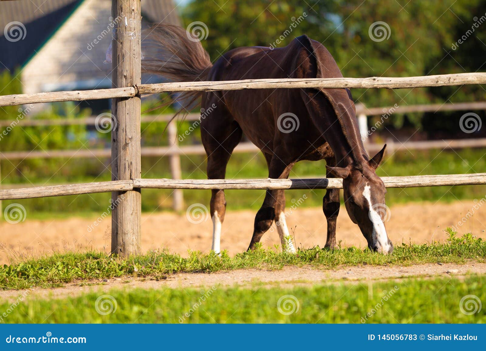 A Horse Gallops in a Paddock on a Ranch Stock Image - Image of foal ...
