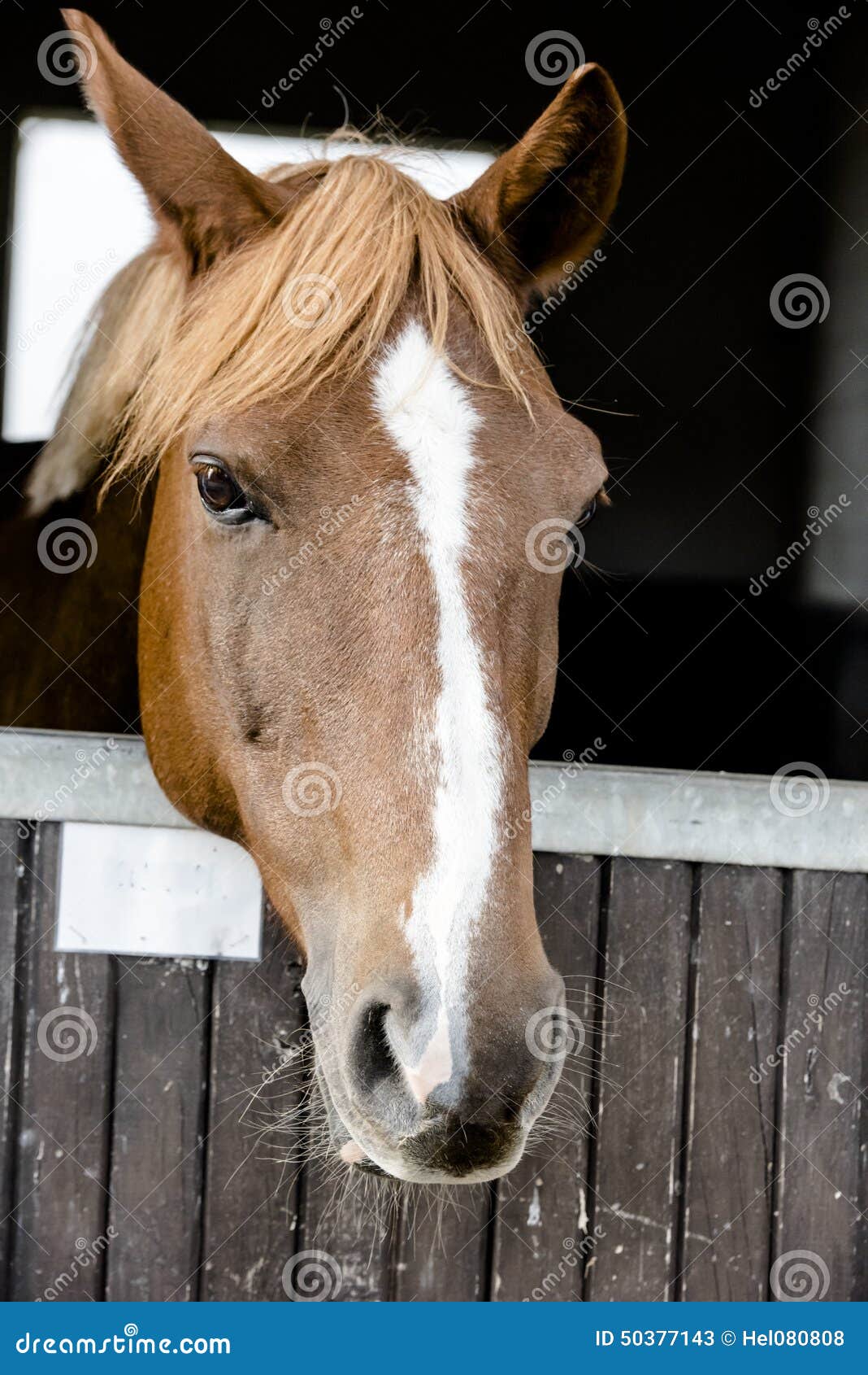 Brown Horse stock image. Image of equine, stable, farming - 50377143