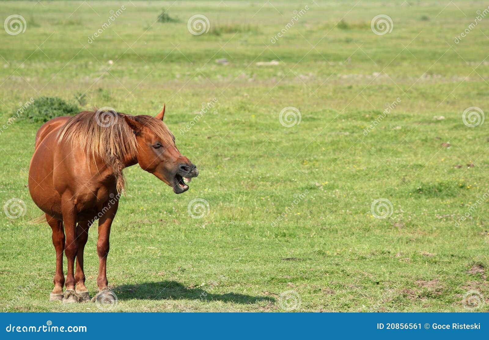 Brown horse neigh stock image. Image of mammal, farm - 20856561
