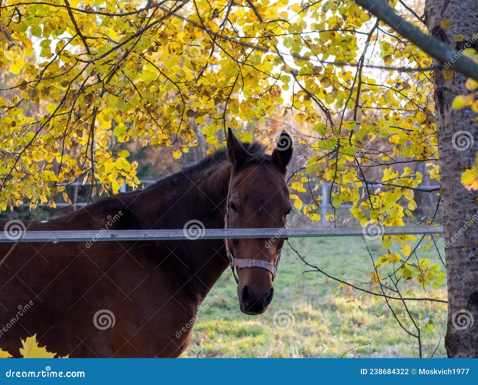 Brown Horse in an Open Paddock Stock Photo - Image of green, beauty ...