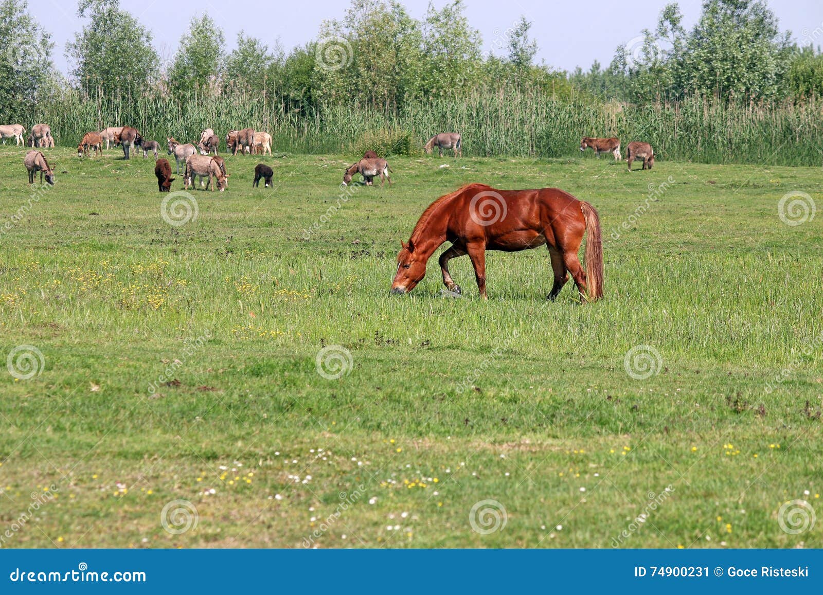 Brown horse on pasture stock image. Image of rural, nature - 74900231