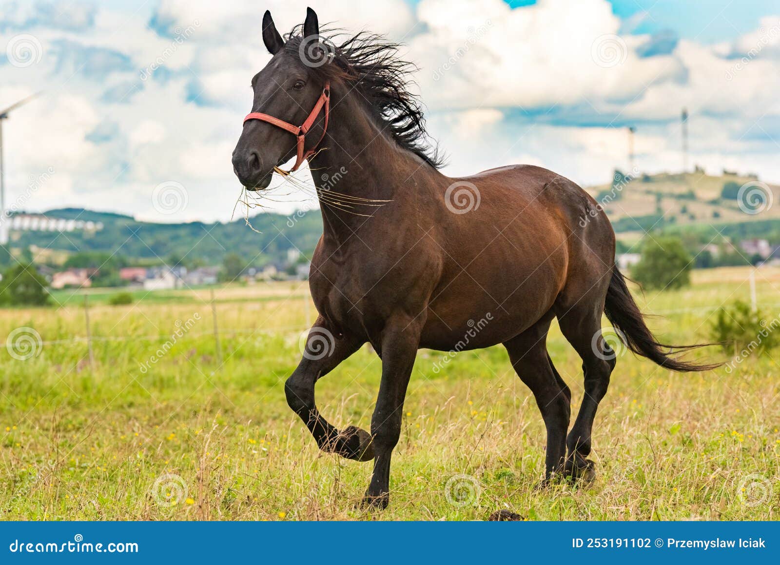 Brown Horse Portrait Against Cloudy White Sky Stock Photo - Image of ...