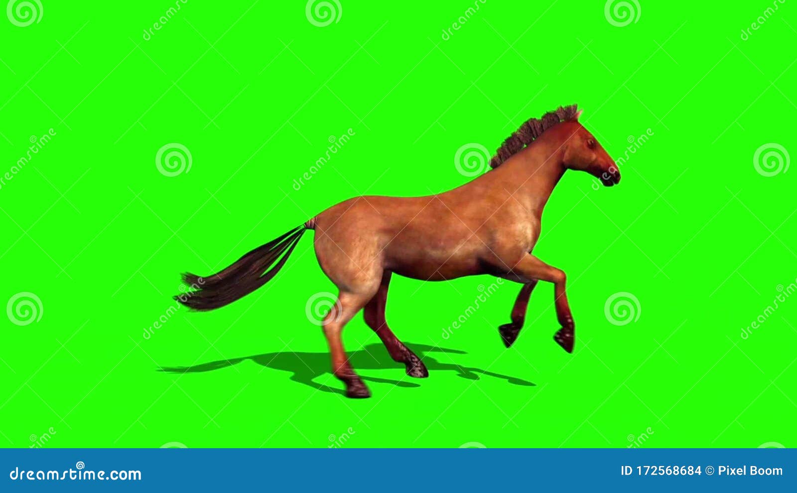 Brown Horse Runs Loop Animals Green Screen Side 3D Rendering Animation ...