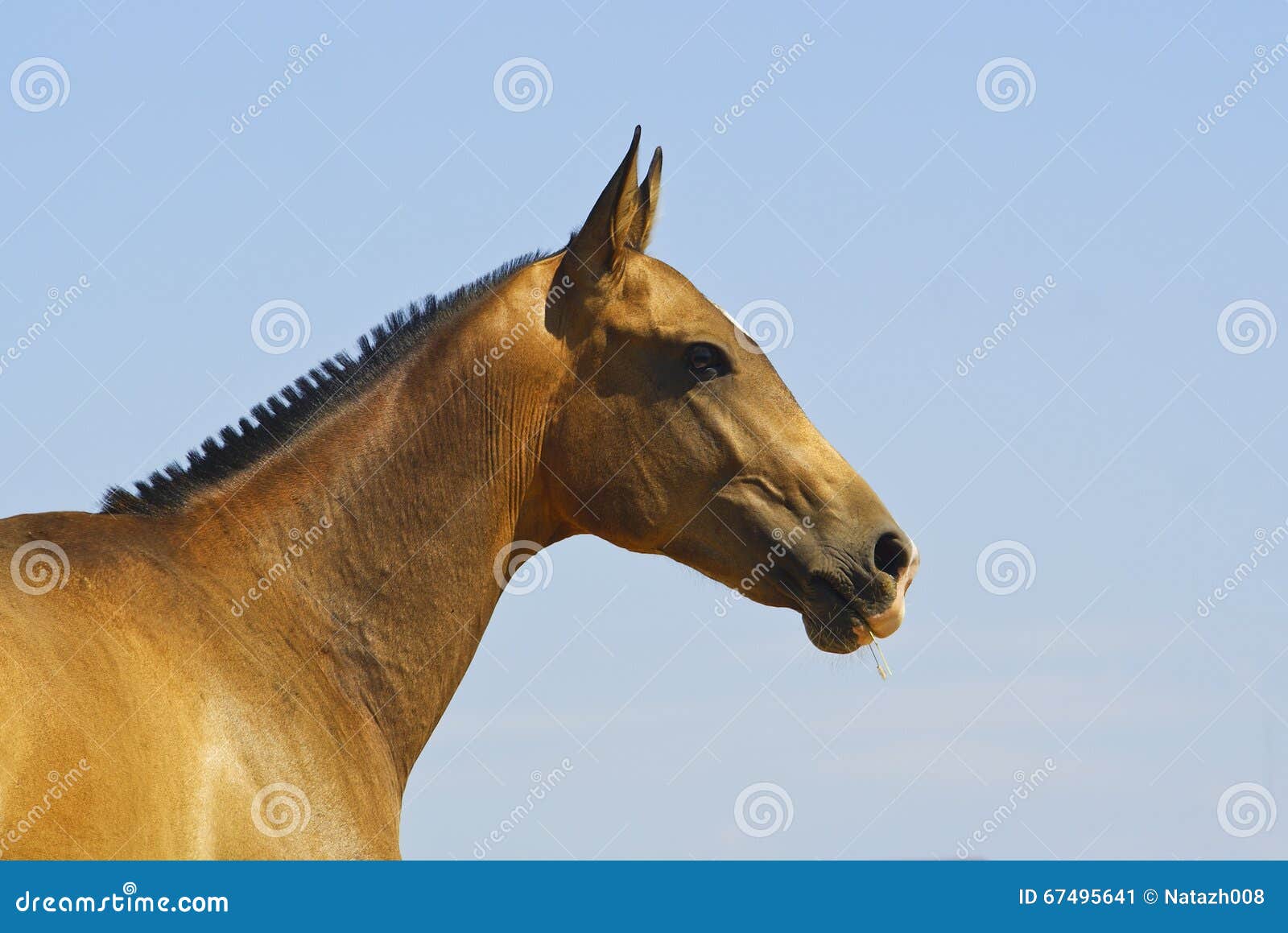 Brown Horse with a Short Black Mane Stock Image - Image of head, horse ...