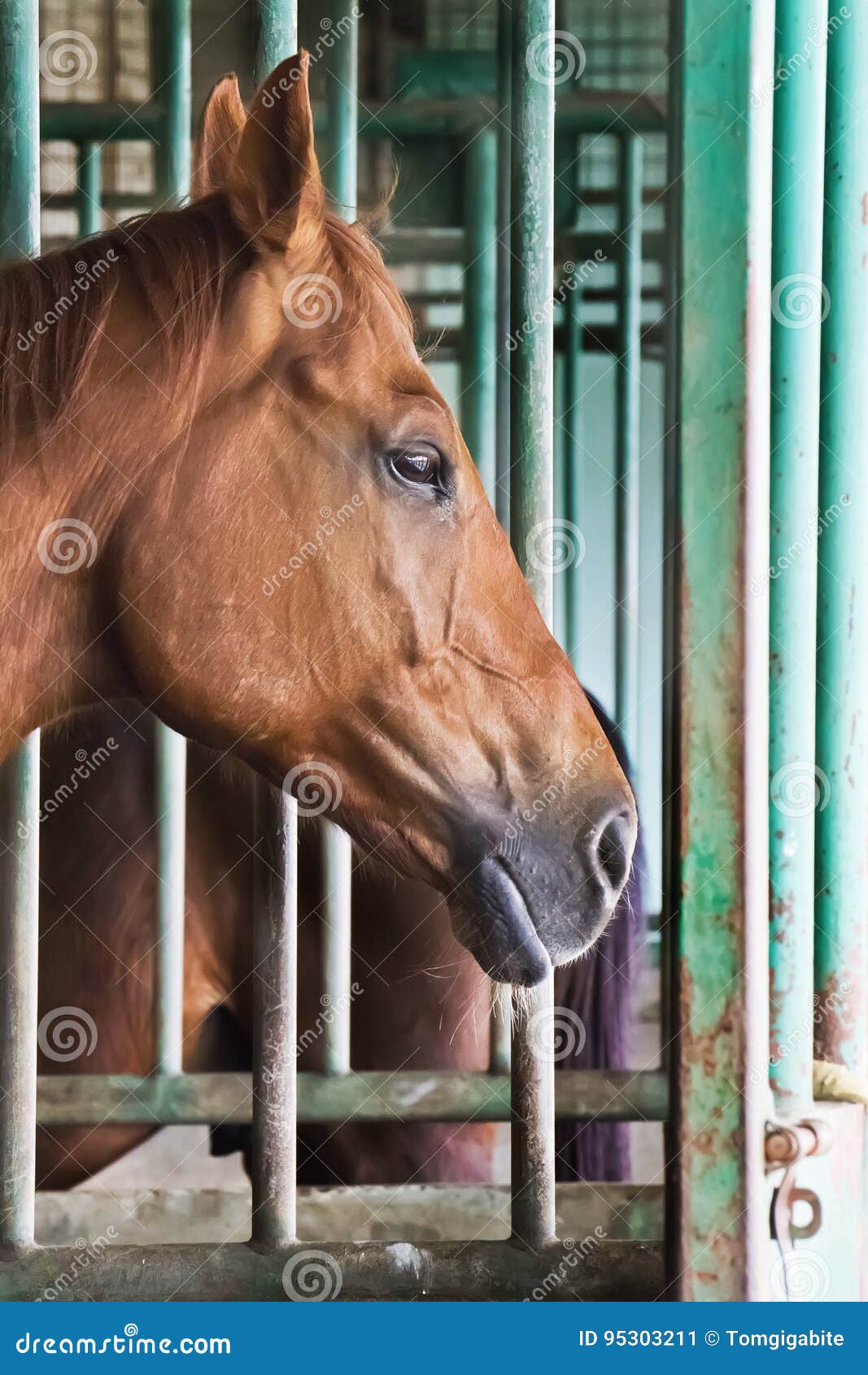 Brown horse in stable stock image. Image of pets, hobbies - 95303211