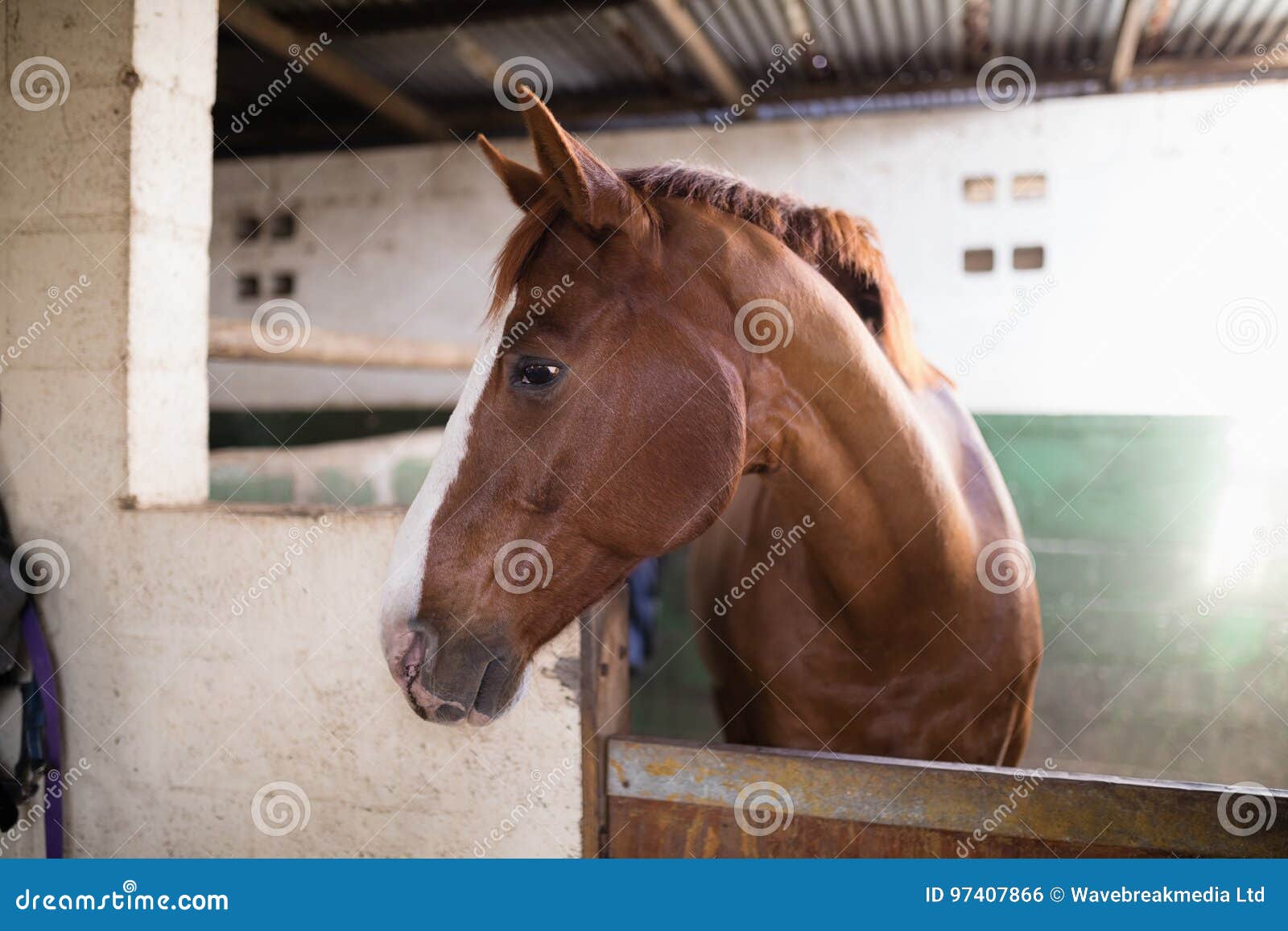 Brown horse in stable stock photo. Image of retaining - 97407866