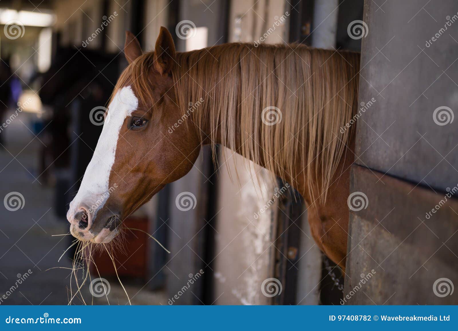 Brown horse at stable stock photo. Image of people, hoofed - 97408782