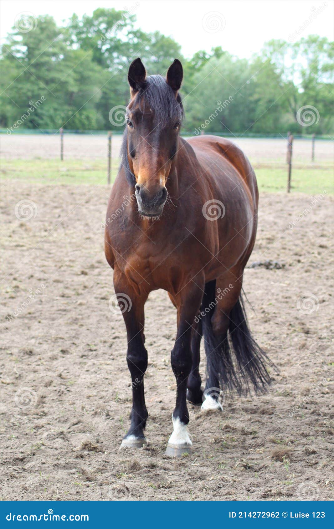Horse Standing Front View