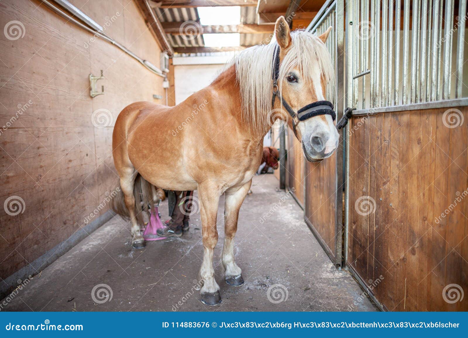 Brown Horse Stands in a Stable Stock Photo - Image of sport, farm ...