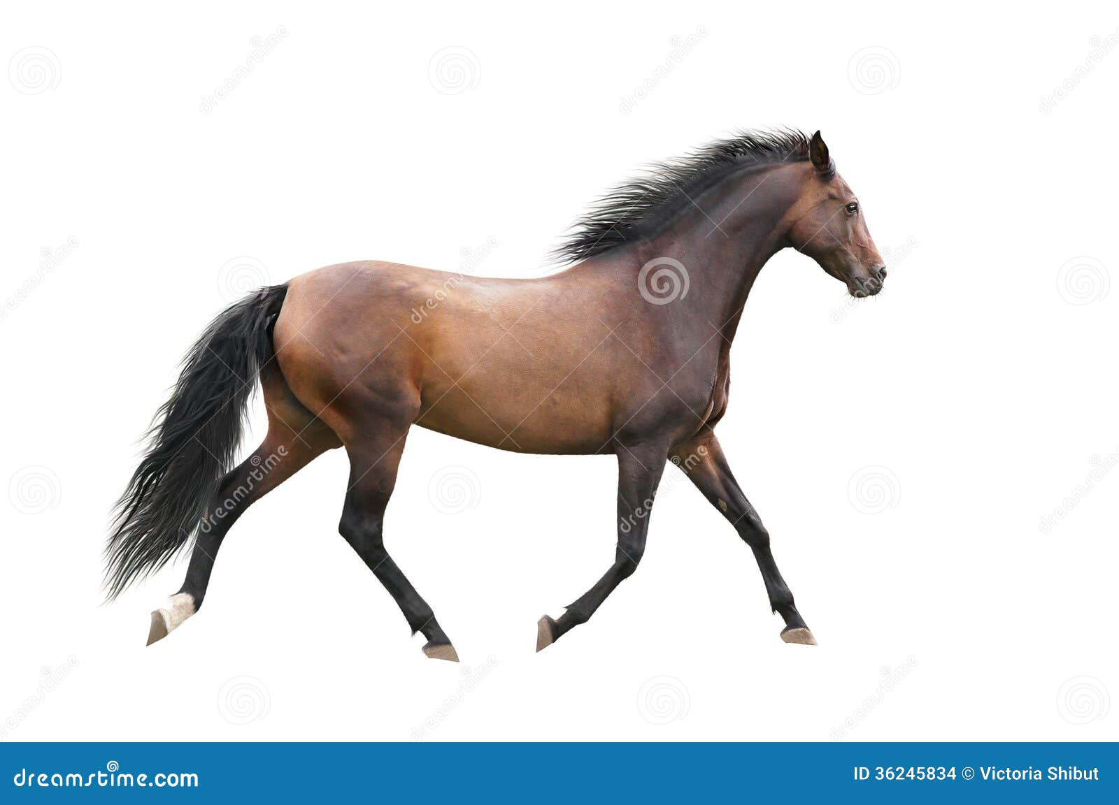 Brown Horse White Background
