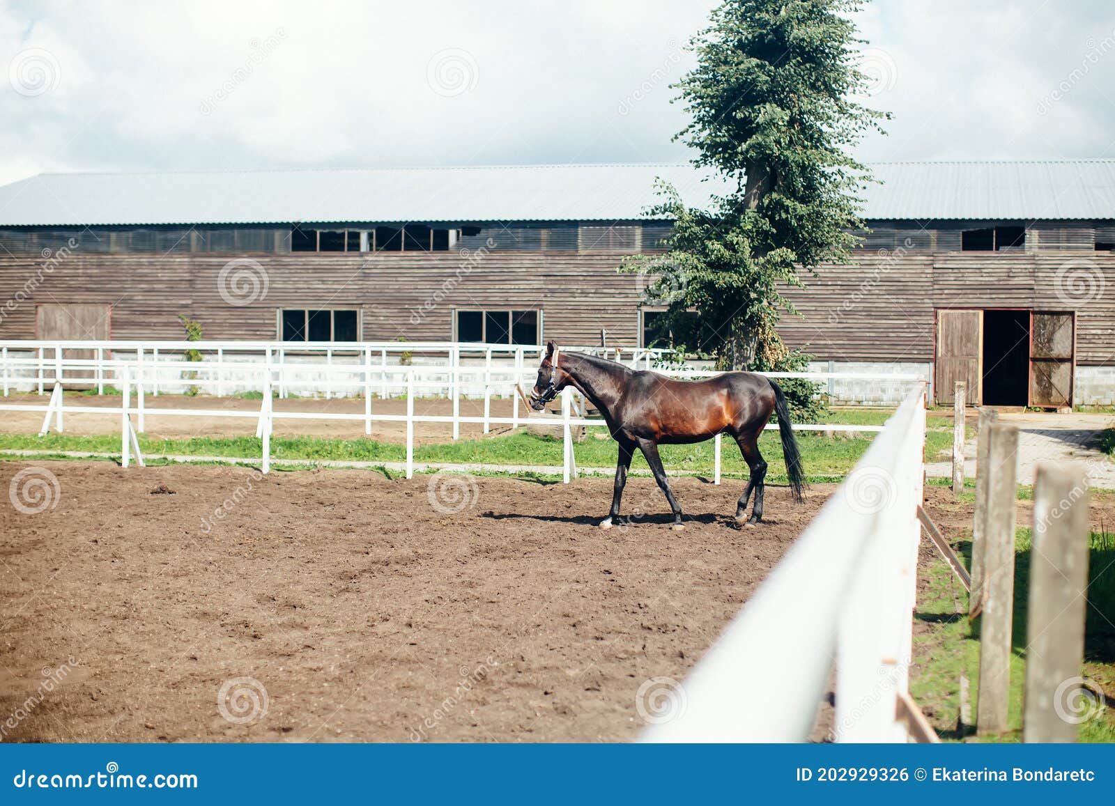 Brown Horse Walks in Paddock. Training Sports Horse Stock Photo - Image ...