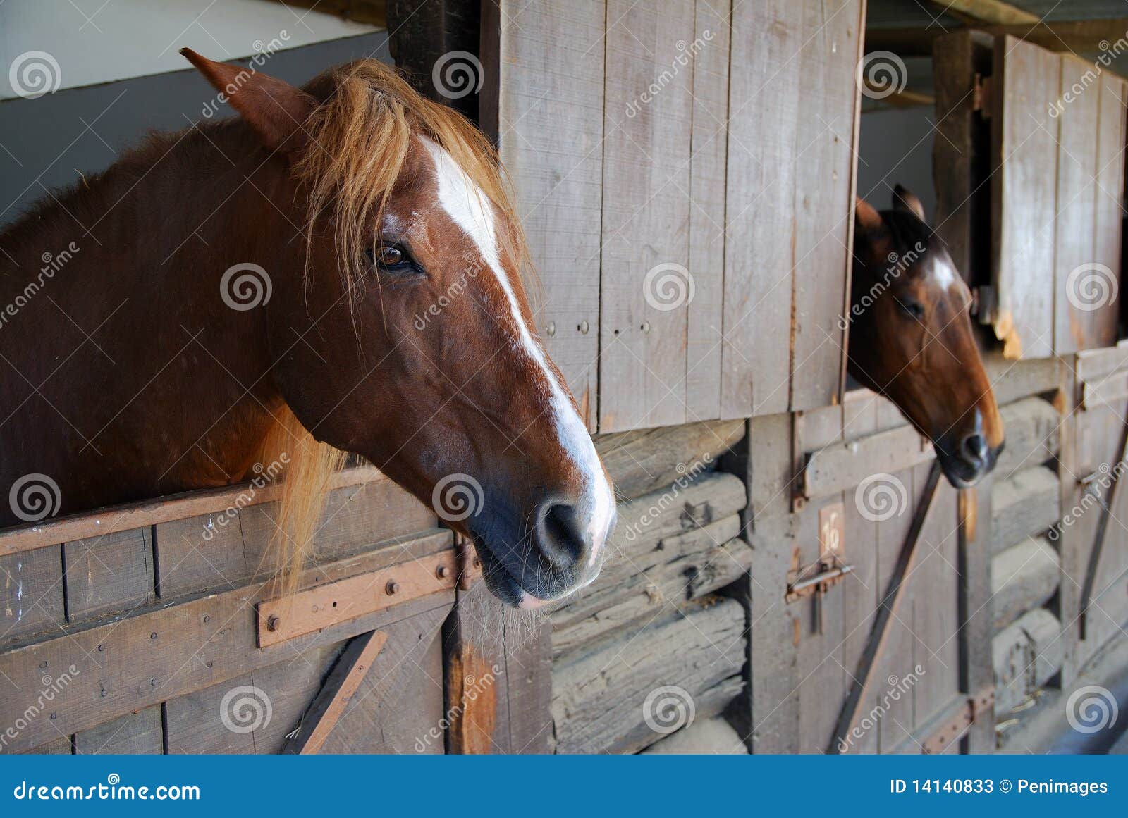 Brown horses in stable stock image. Image of brown, animal - 14140833