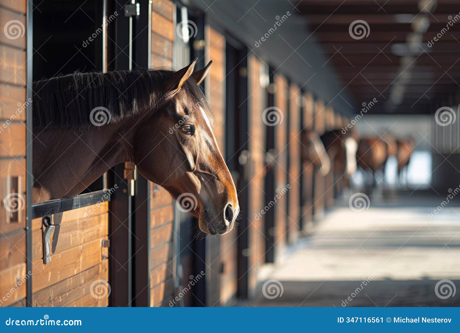Brown horses in the stable stock image. Image of cozy - 347116561