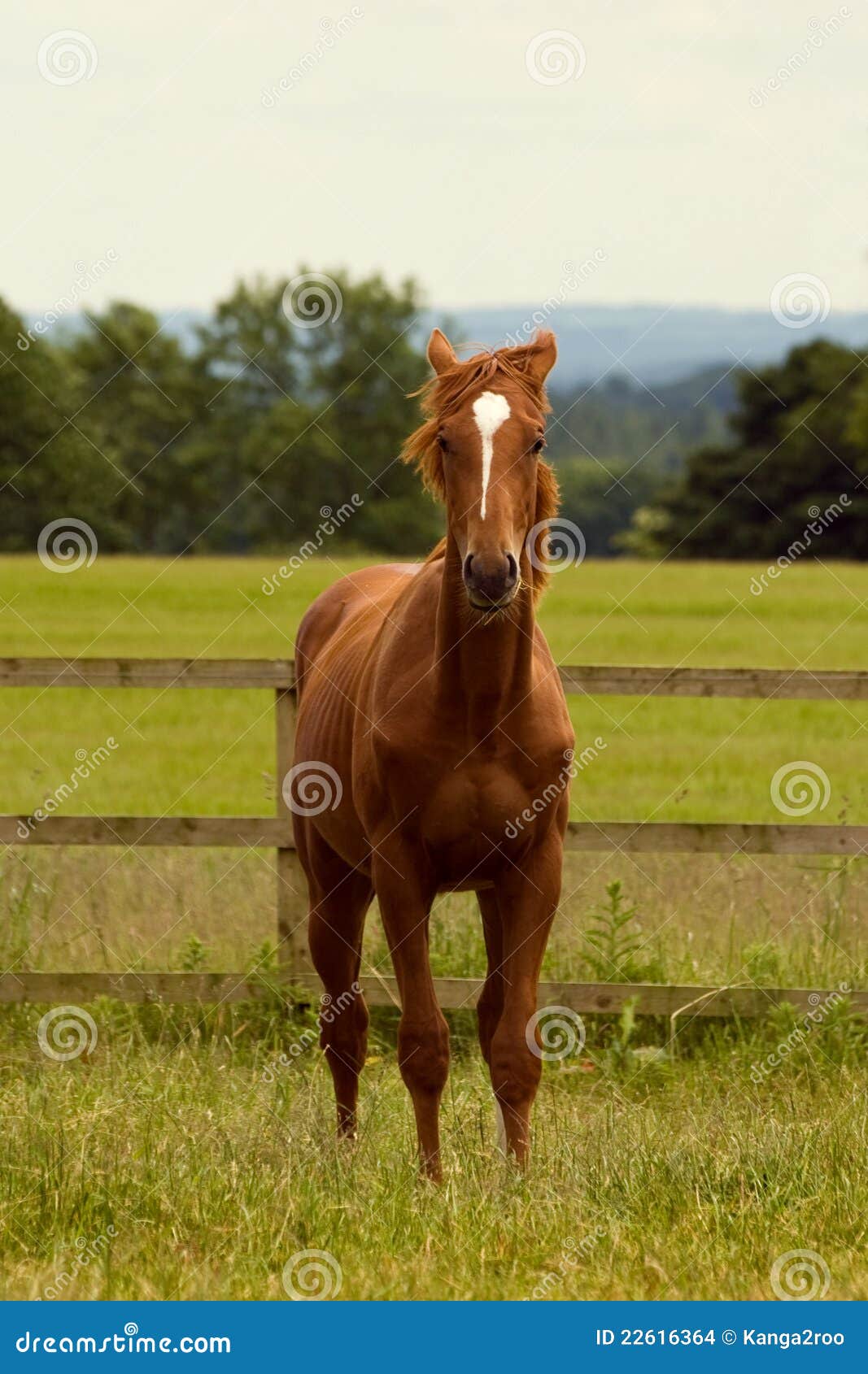 Brown horsie stock photo. Image of farm, mammal, summer - 22616364