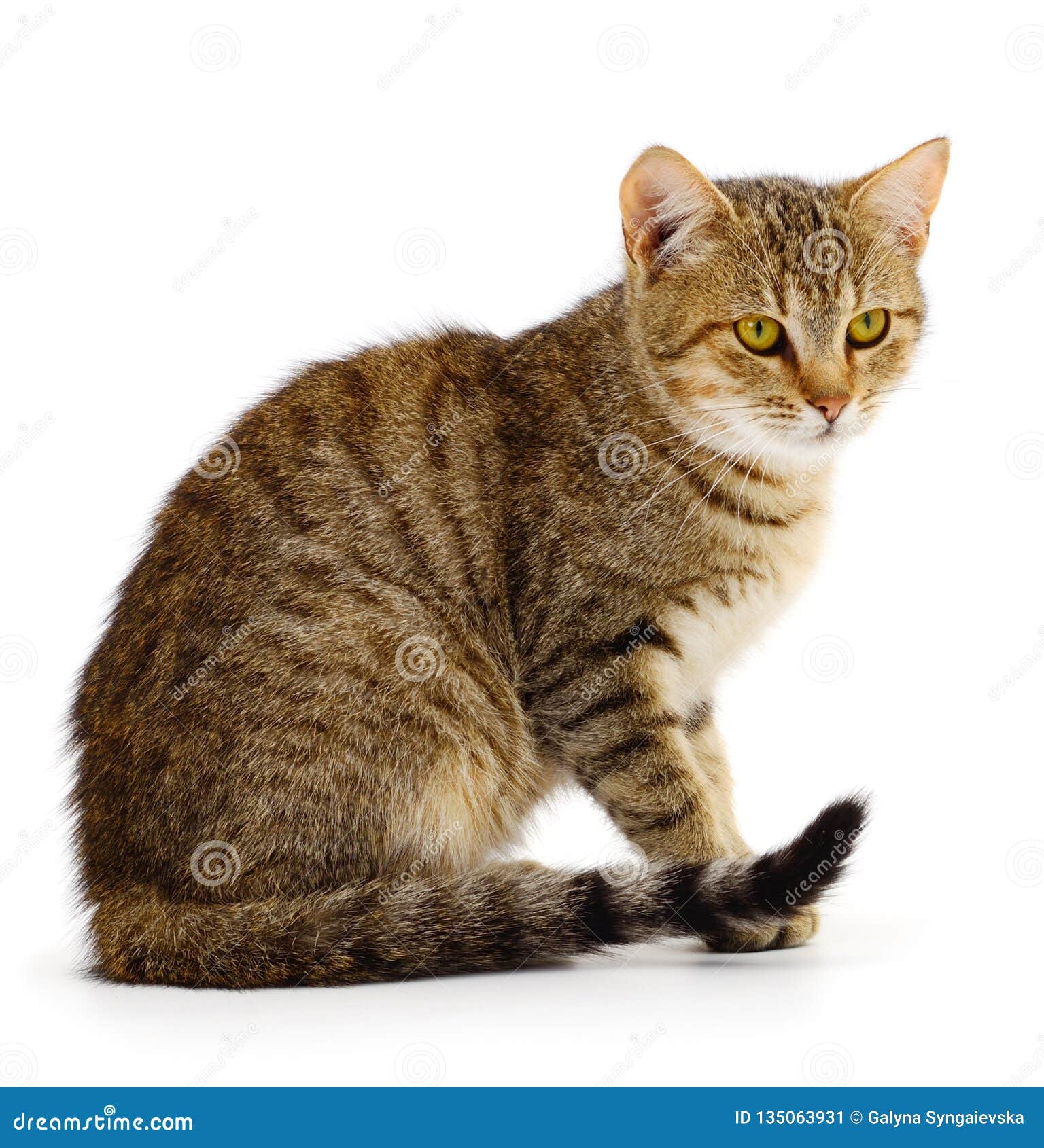 Brown house cat stock image. Image of young, orange - 135063931