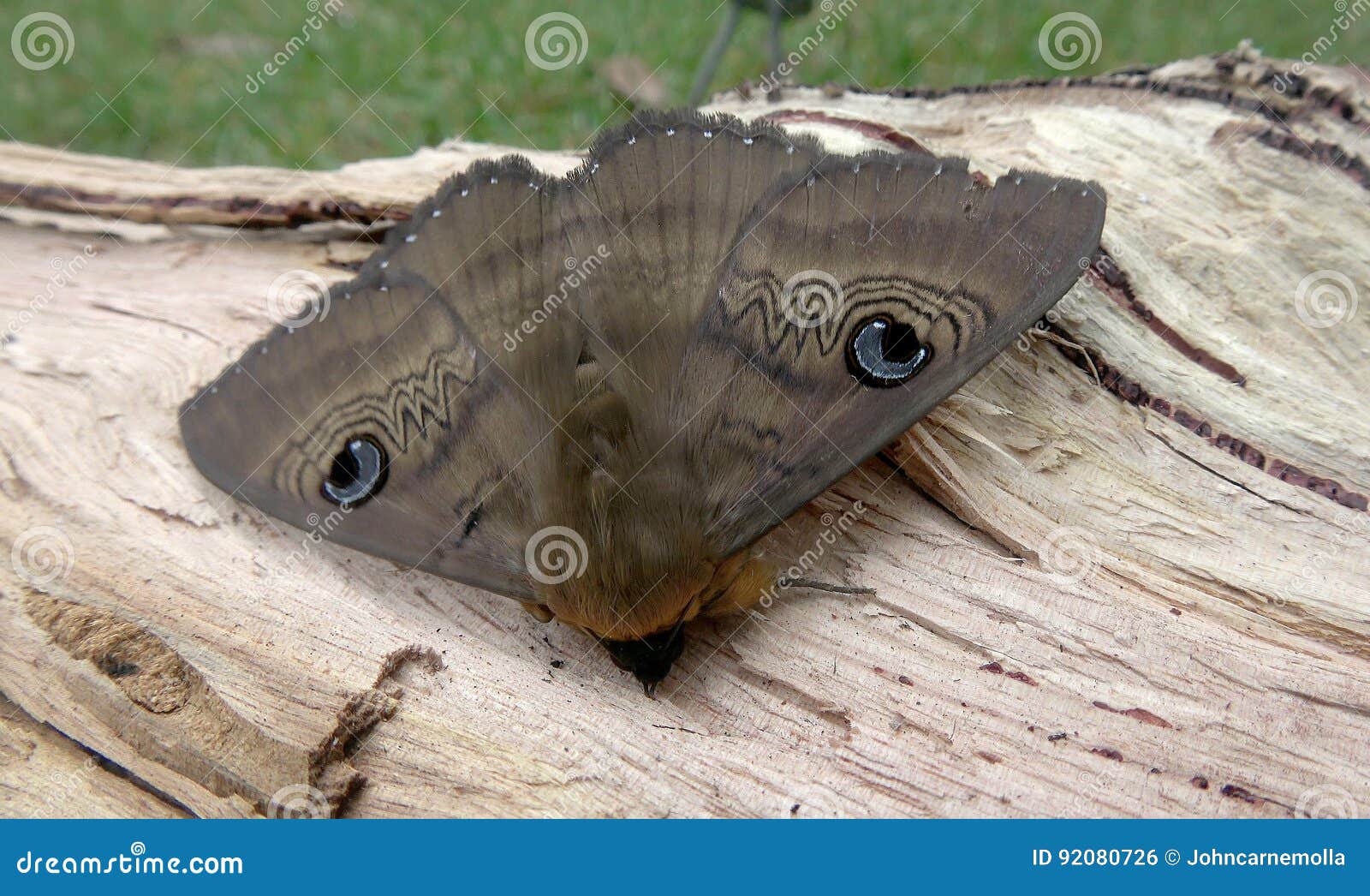 Brown house moth stock photo. Image of nature, eyes, brown - 92080726