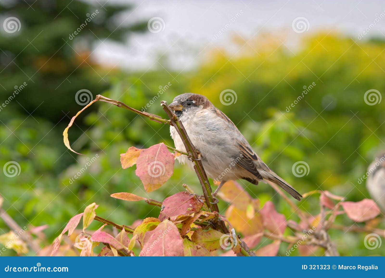 Brown House Sparrow (Passer Domesticus) Stock Image - Image of sparrow ...