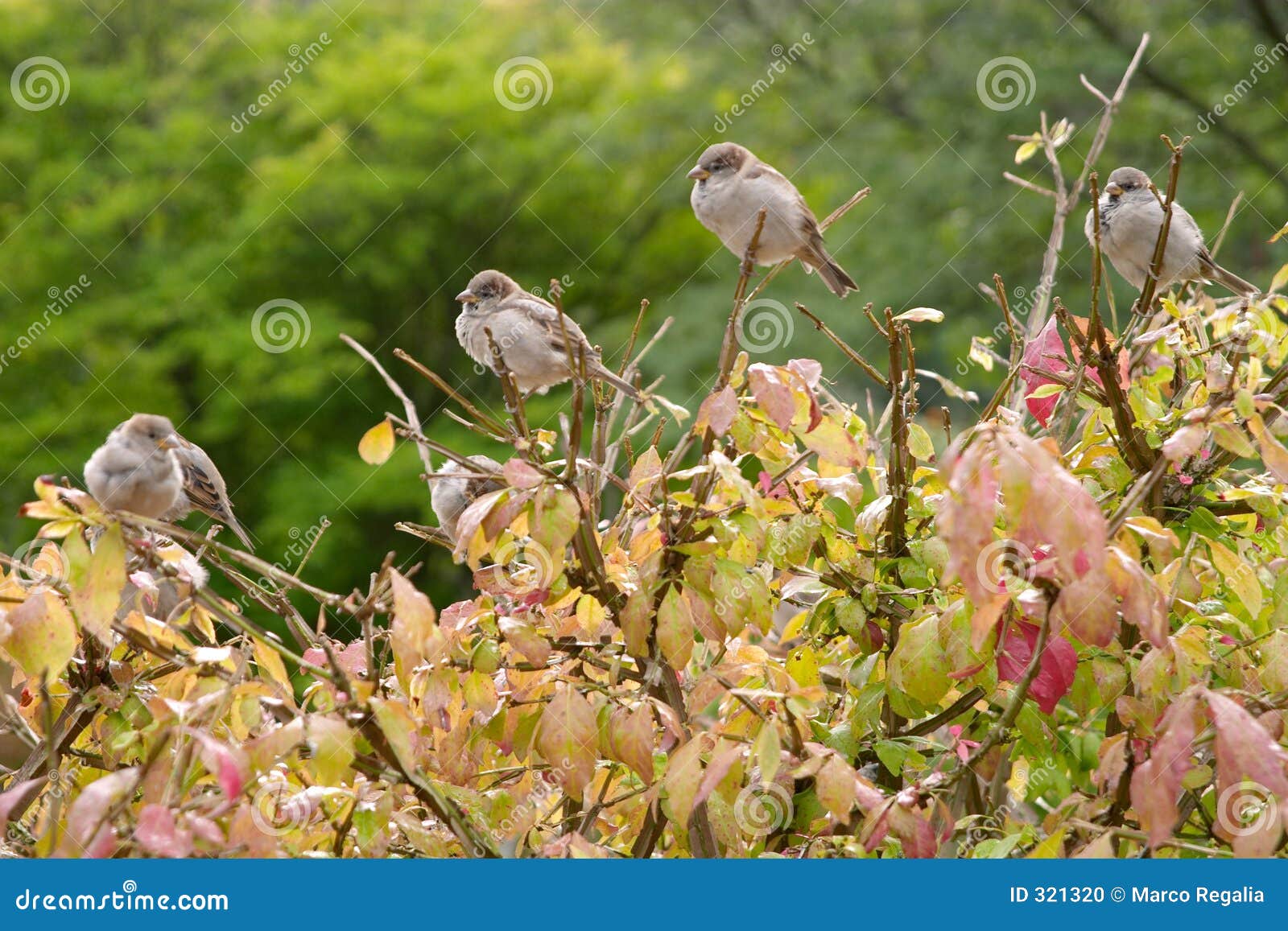 Brown House Sparrows (Passer Domesticus) Stock Photo - Image of four ...