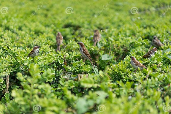 Brown house sparrows stock photo. Image of common, four - 58118780