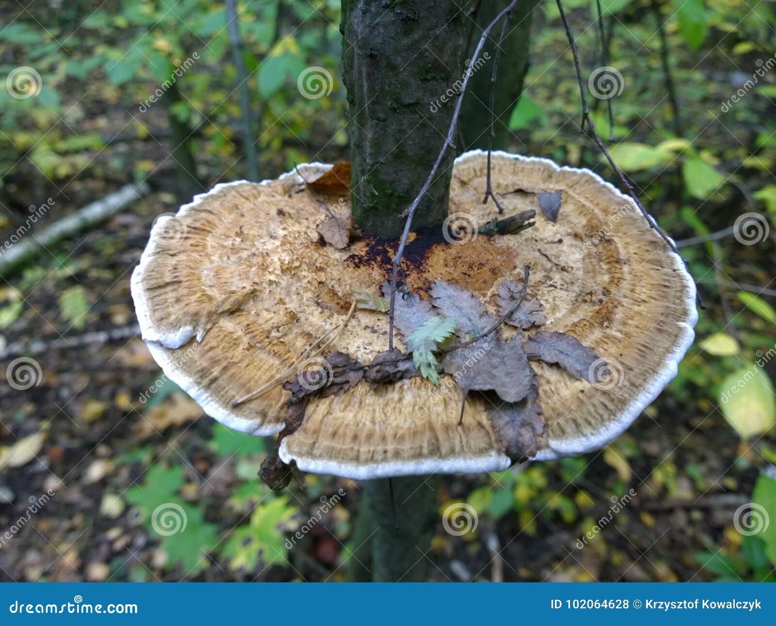 Brown huba zdjęcie stock. Obraz złożonej z grzyb, flory - 102064628