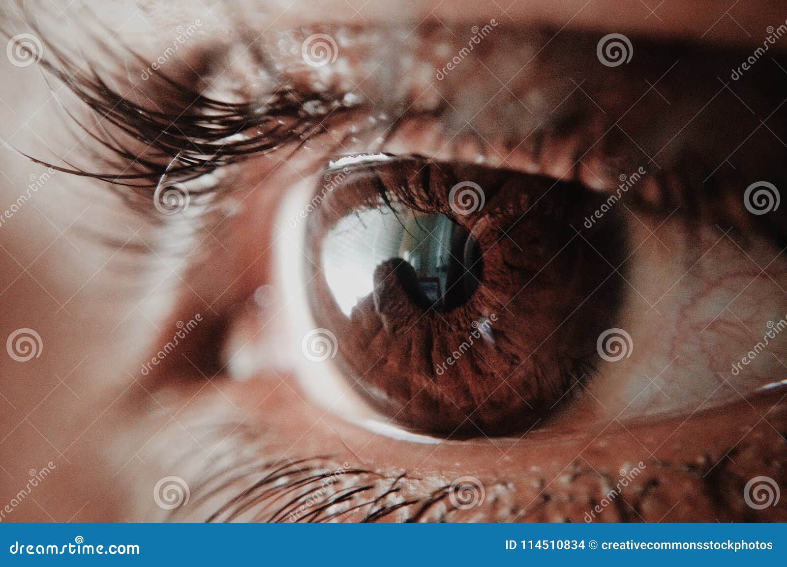 Brown Human Eye Picture. Image: 114510834