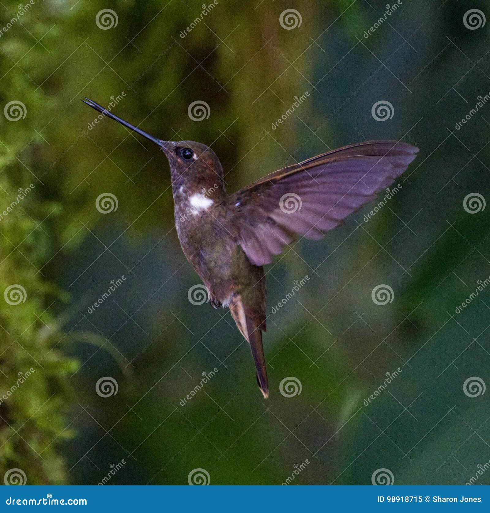 Brown Hummingbird in Flight Stock Image - Image of hummingbird, moss ...