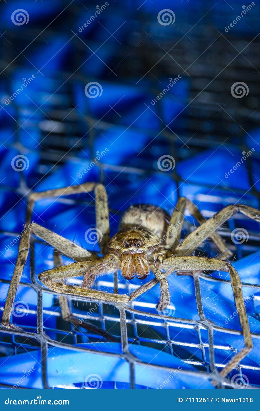 Brown Huntsman Spider Stock Photography | CartoonDealer.com #51520898