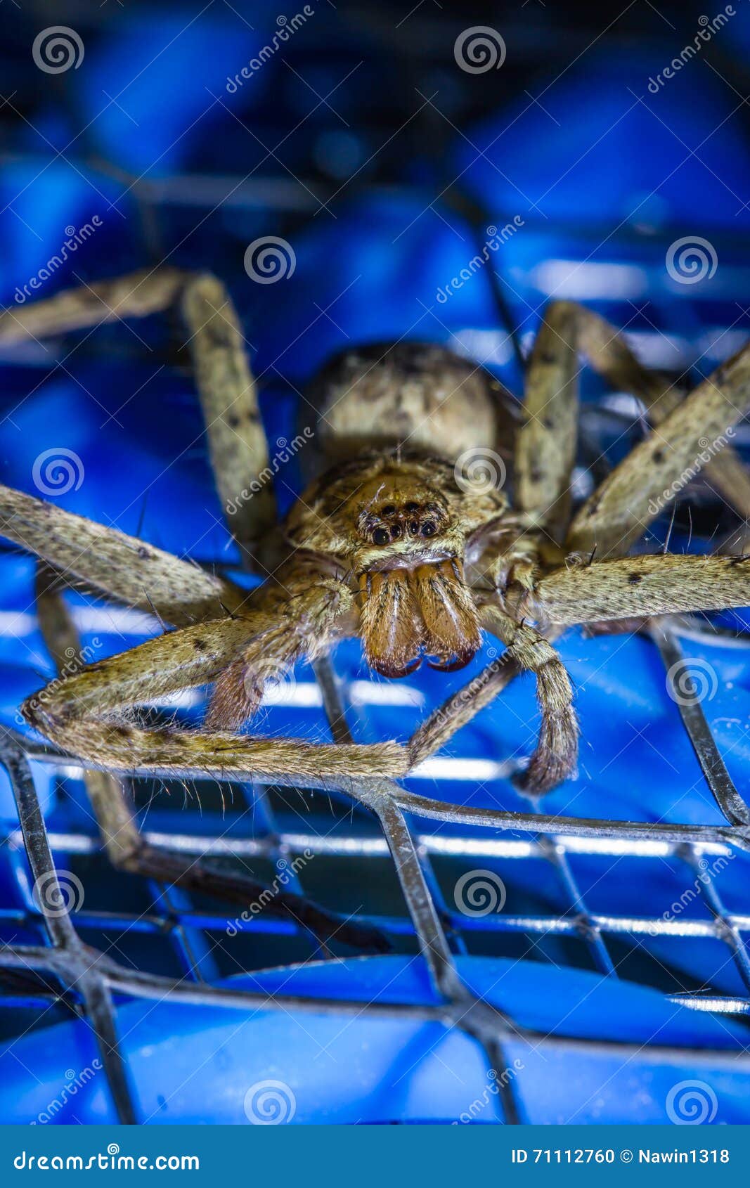 Brown Huntsman Spider Stock Photography | CartoonDealer.com #51520898