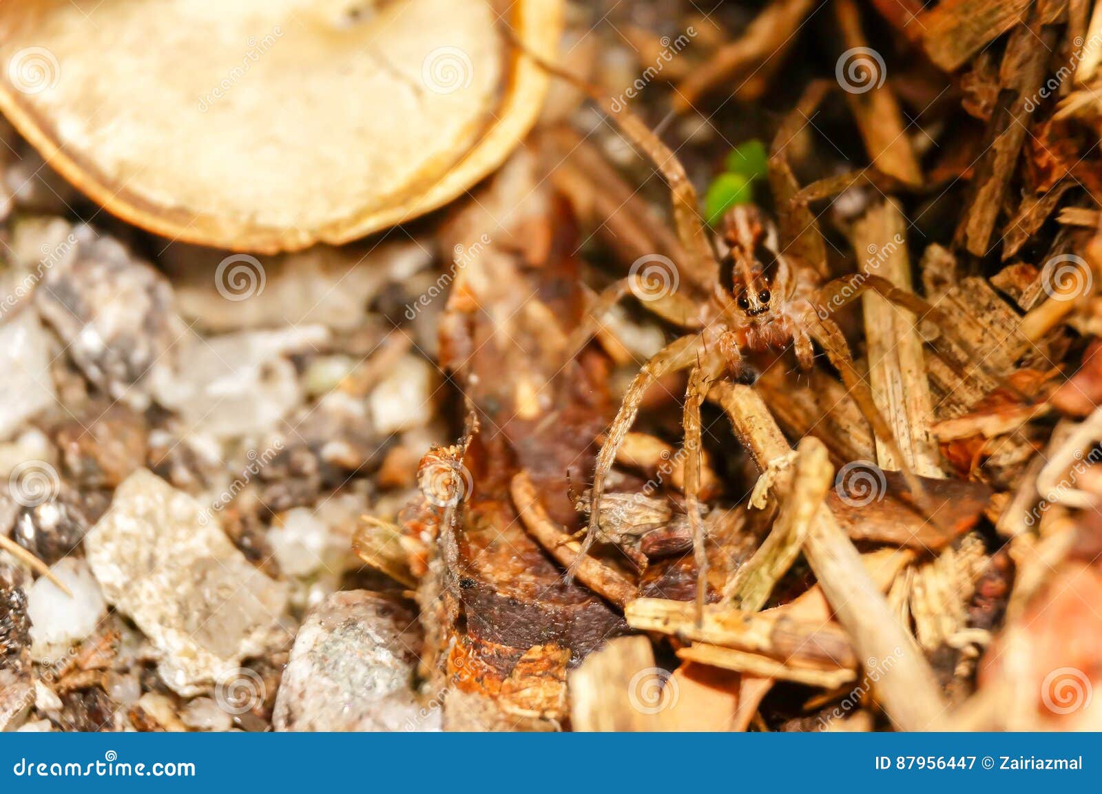 Brown Huntsman Spider Stock Photography | CartoonDealer.com #51520898
