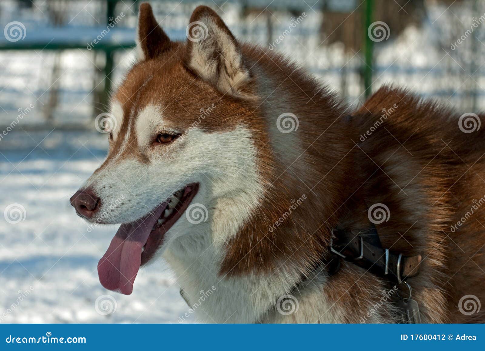 Portrait of a Brown Husky Dog Stock Photo - Image of husky, cold: 17600412