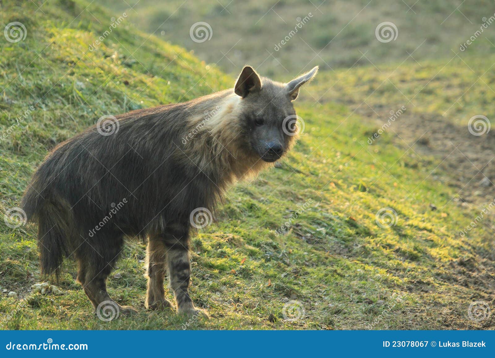 Brown hyena stock image. Image of brown, hyaena, nature - 23078067