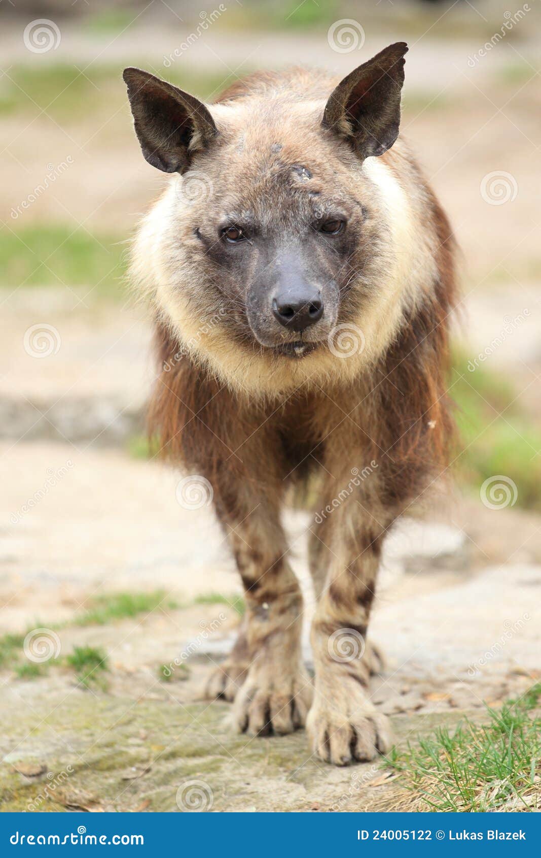 Brown hyena stock photo. Image of adult, posing, hyaena - 24005122