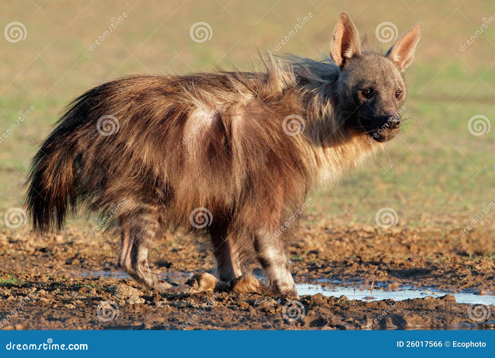 Brown Hyena Stock Photo | CartoonDealer.com #24005040