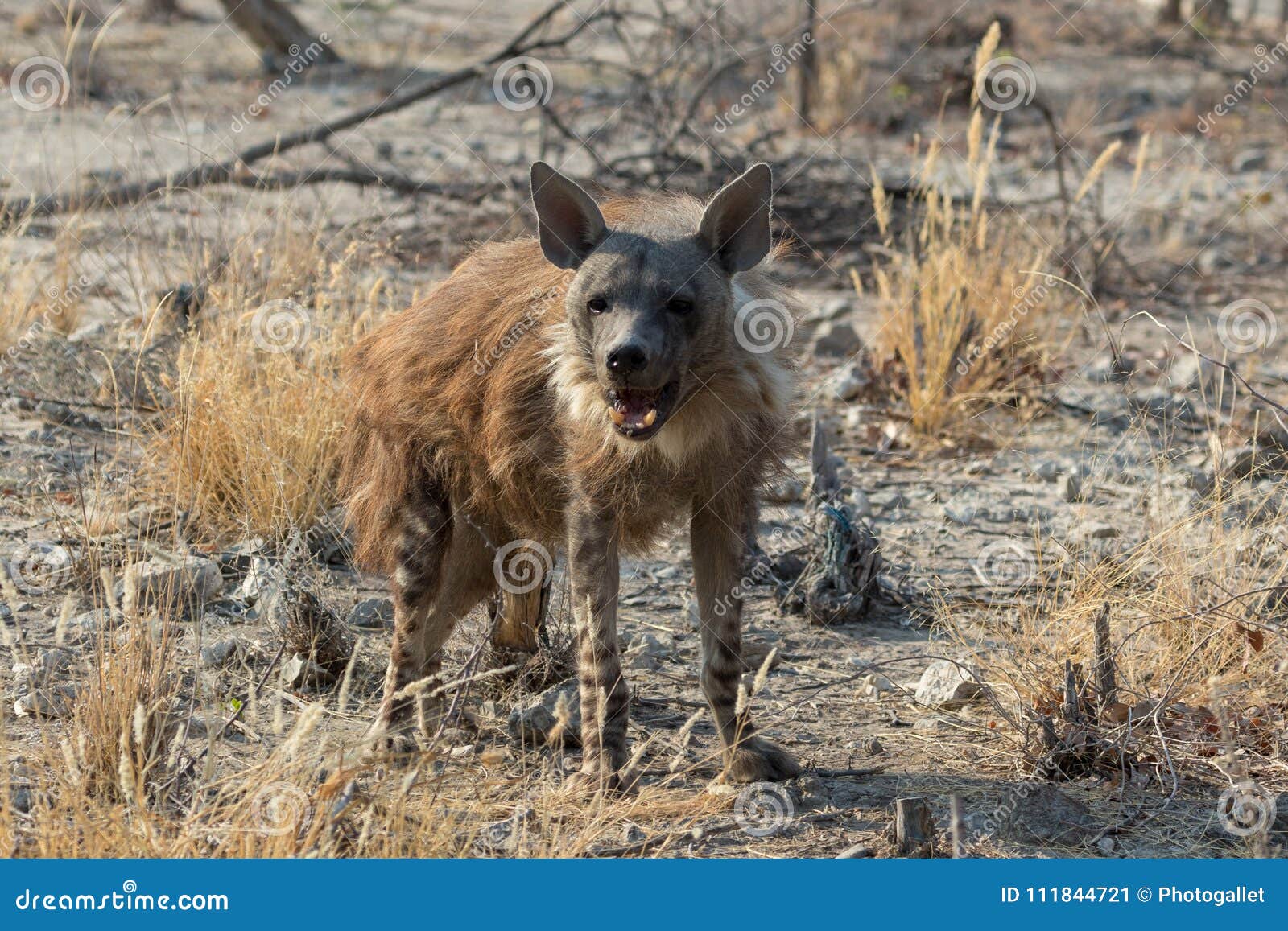 A brown hyena in Etosha stock image. Image of meerkat - 111844721