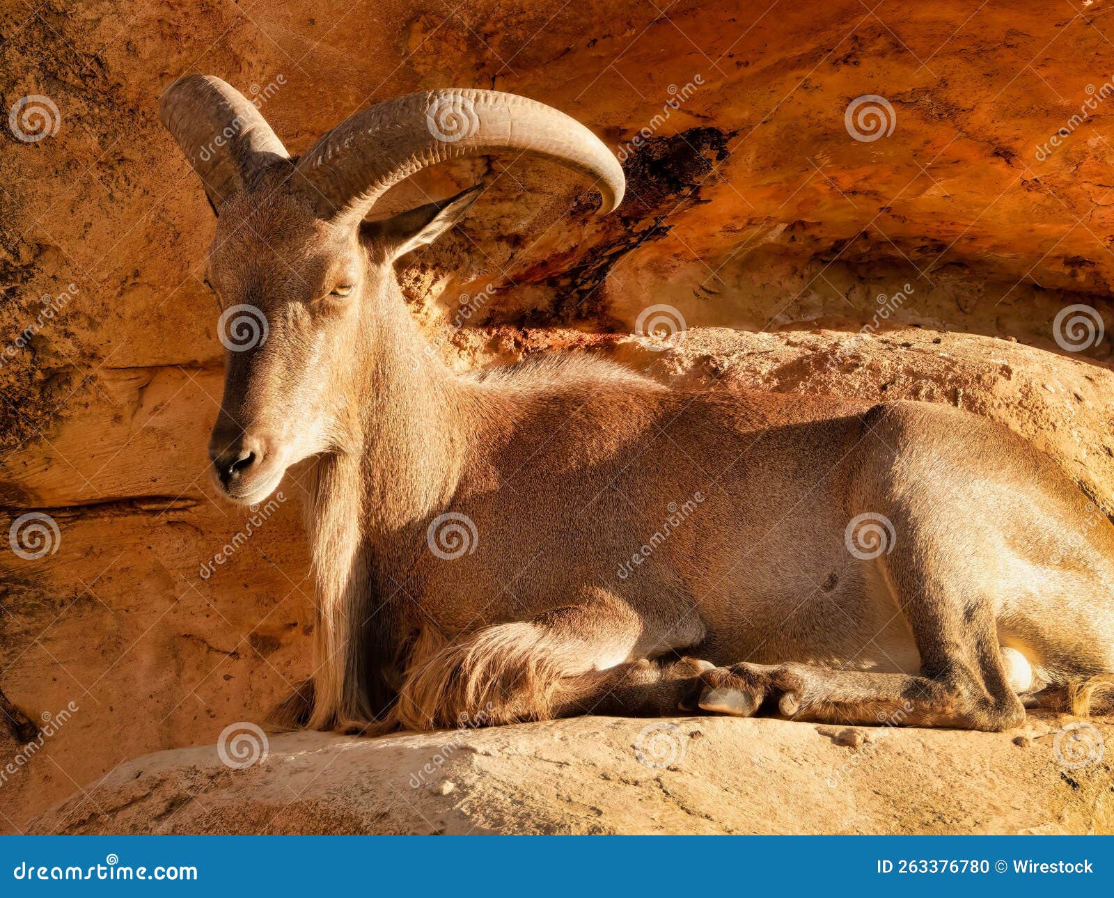 Brown Ibex Goat Resting on a Rock Stock Photo - Image of breed, animal ...
