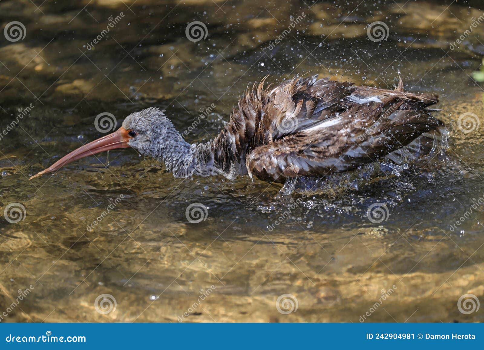 Brown Ibis Bird in Florida stock image. Image of bill - 242904981