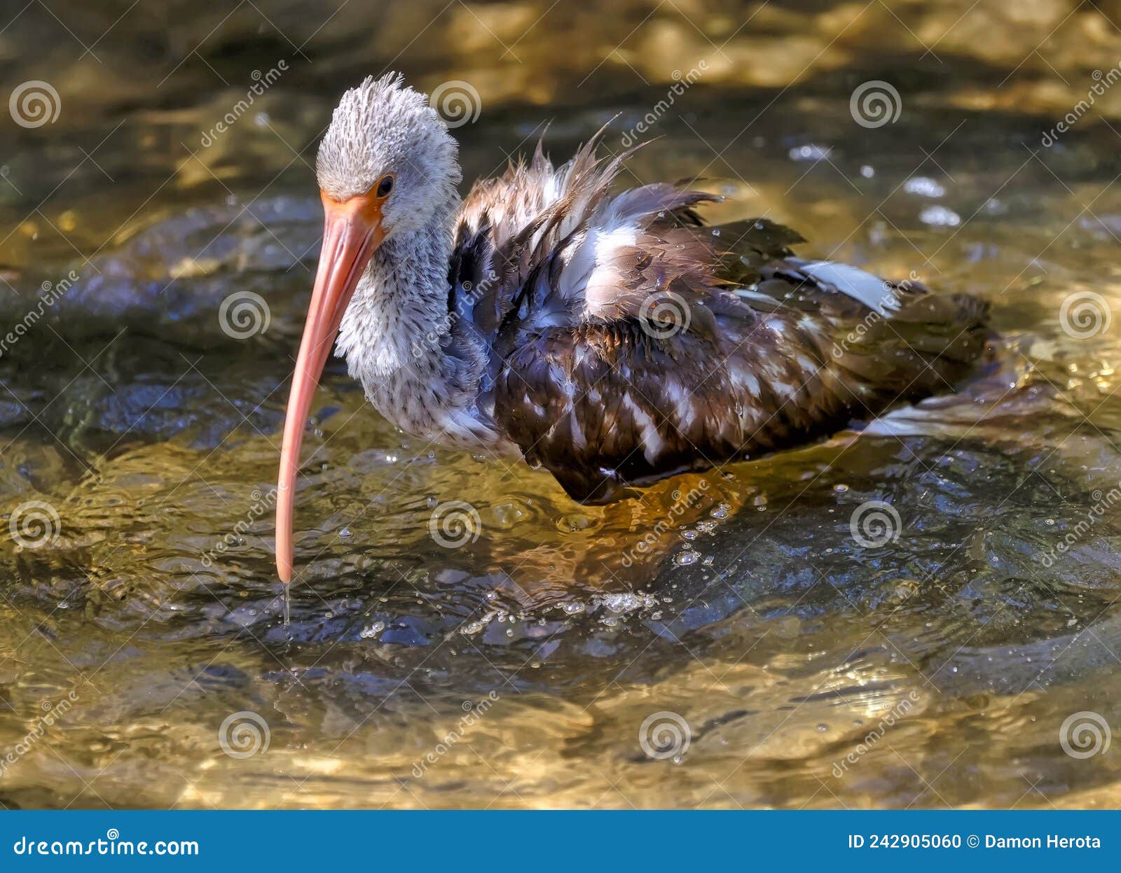 Brown Ibis Bird in Florida stock photo. Image of long - 242905060