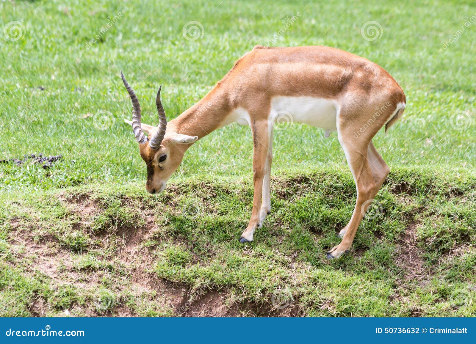 Brown impala eating grass stock photo. Image of impala - 50736632