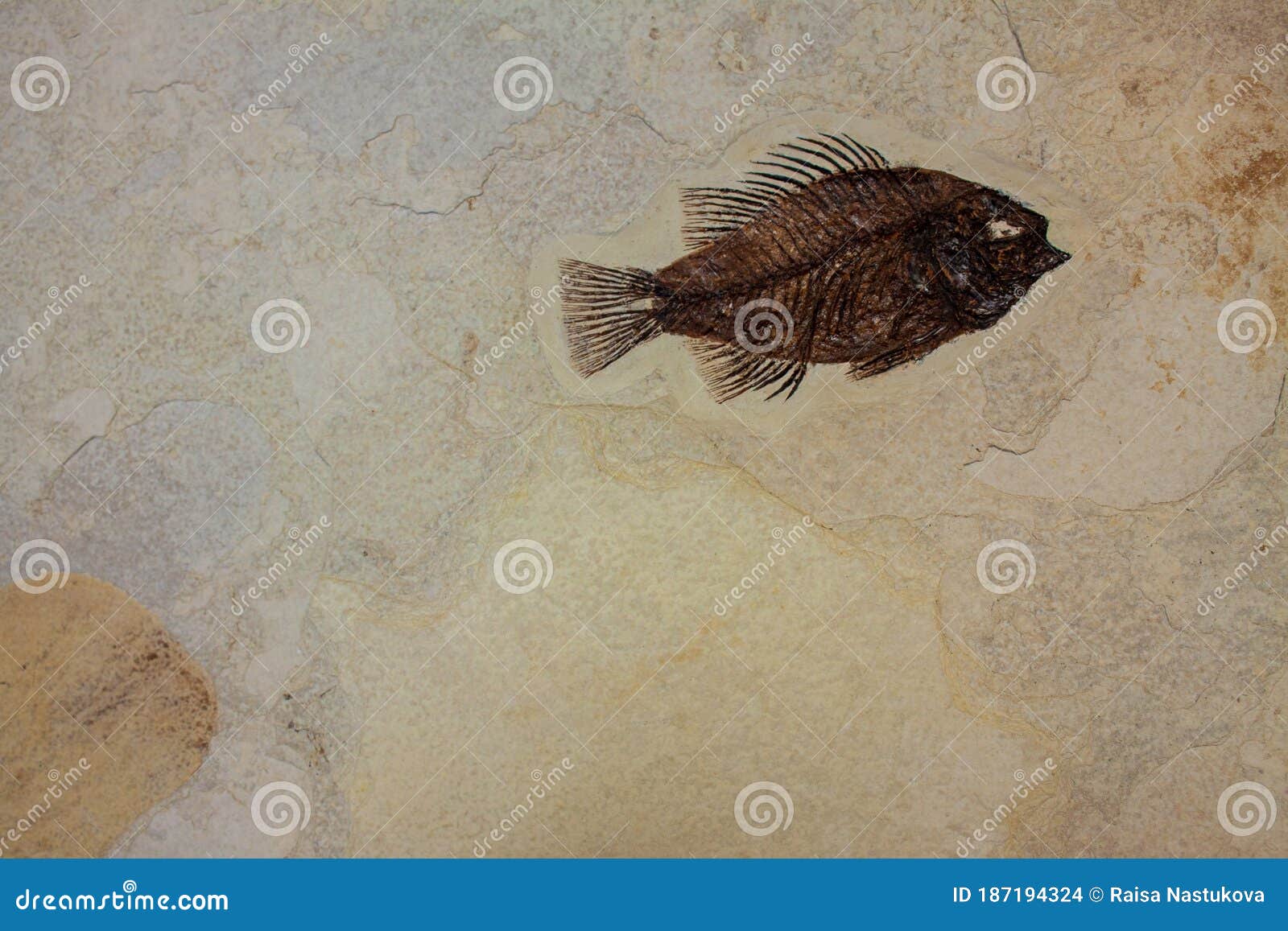 Brown Impression of a Fish Fossil in Rock Stock Photo - Image of fish ...