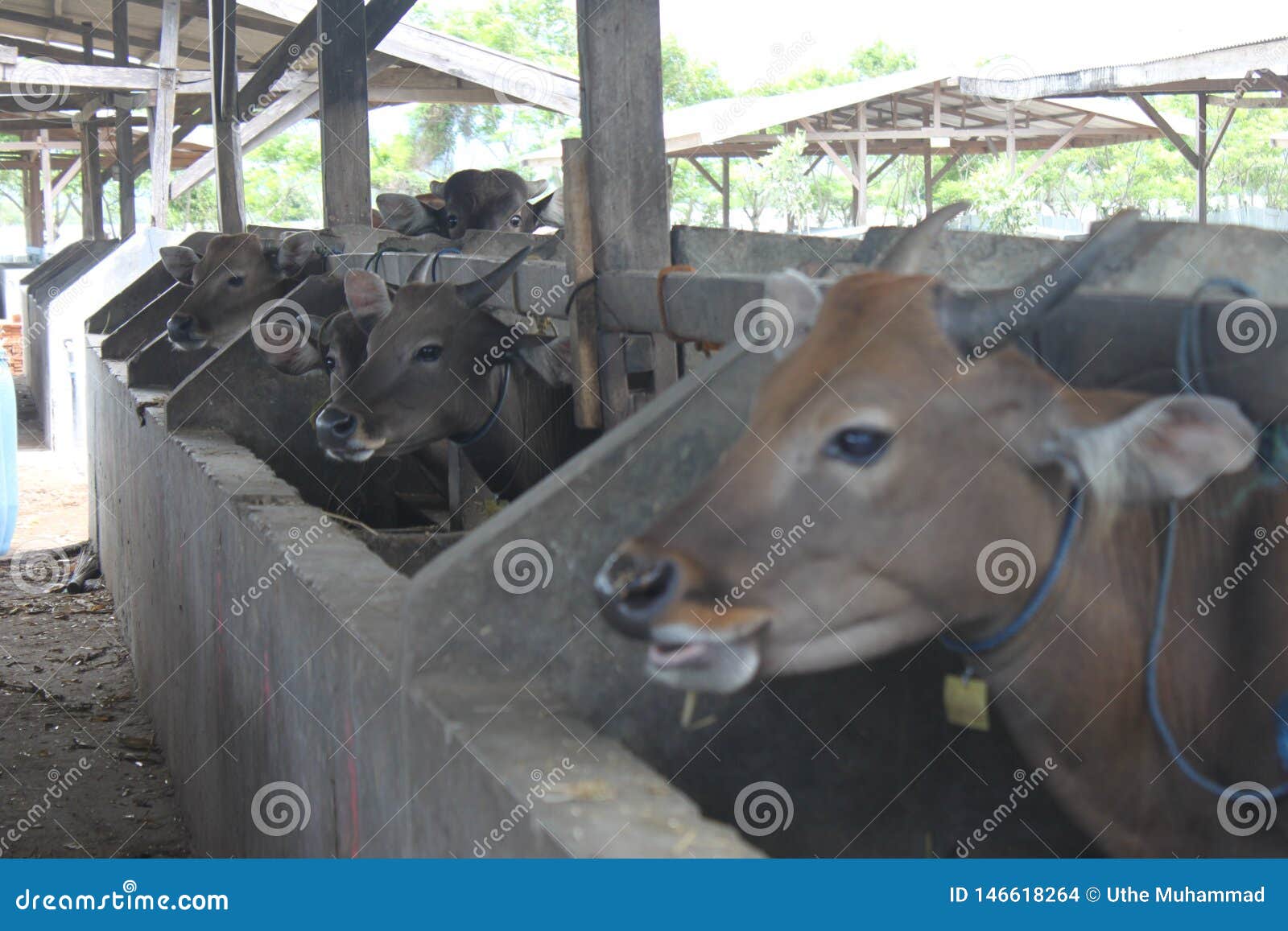 Brown Indonesia Cows in Cowshed Stock Photo - Image of indonesia, black ...