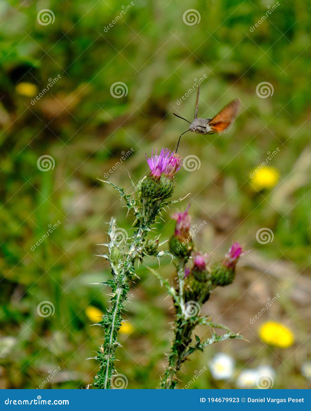 Brown Insect Feeding on Nectar Stock Image - Image of nature, flora ...
