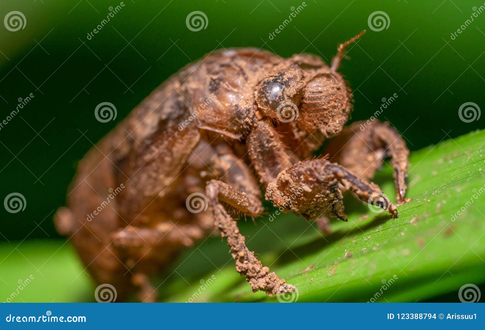 Brown Insect on Green Leaf stock photo. Image of plant - 123388794