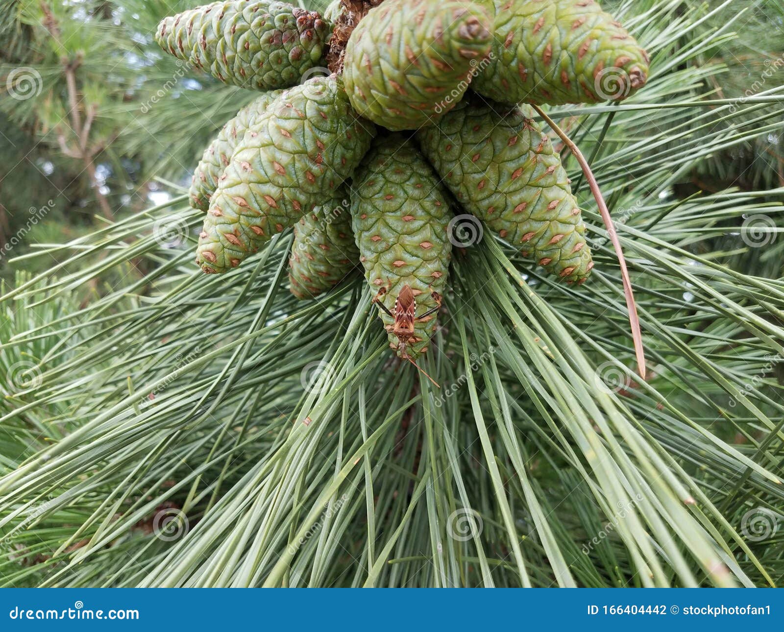 Brown Insect on Green Pine Cone with Needles Stock Photo - Image of ...