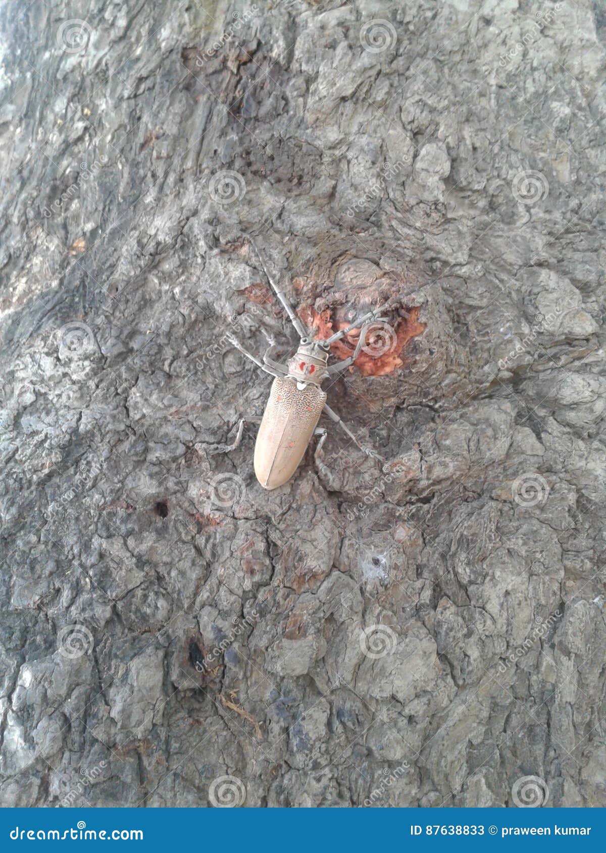 Brown Insecton stock image. Image of insecton, village - 87638833