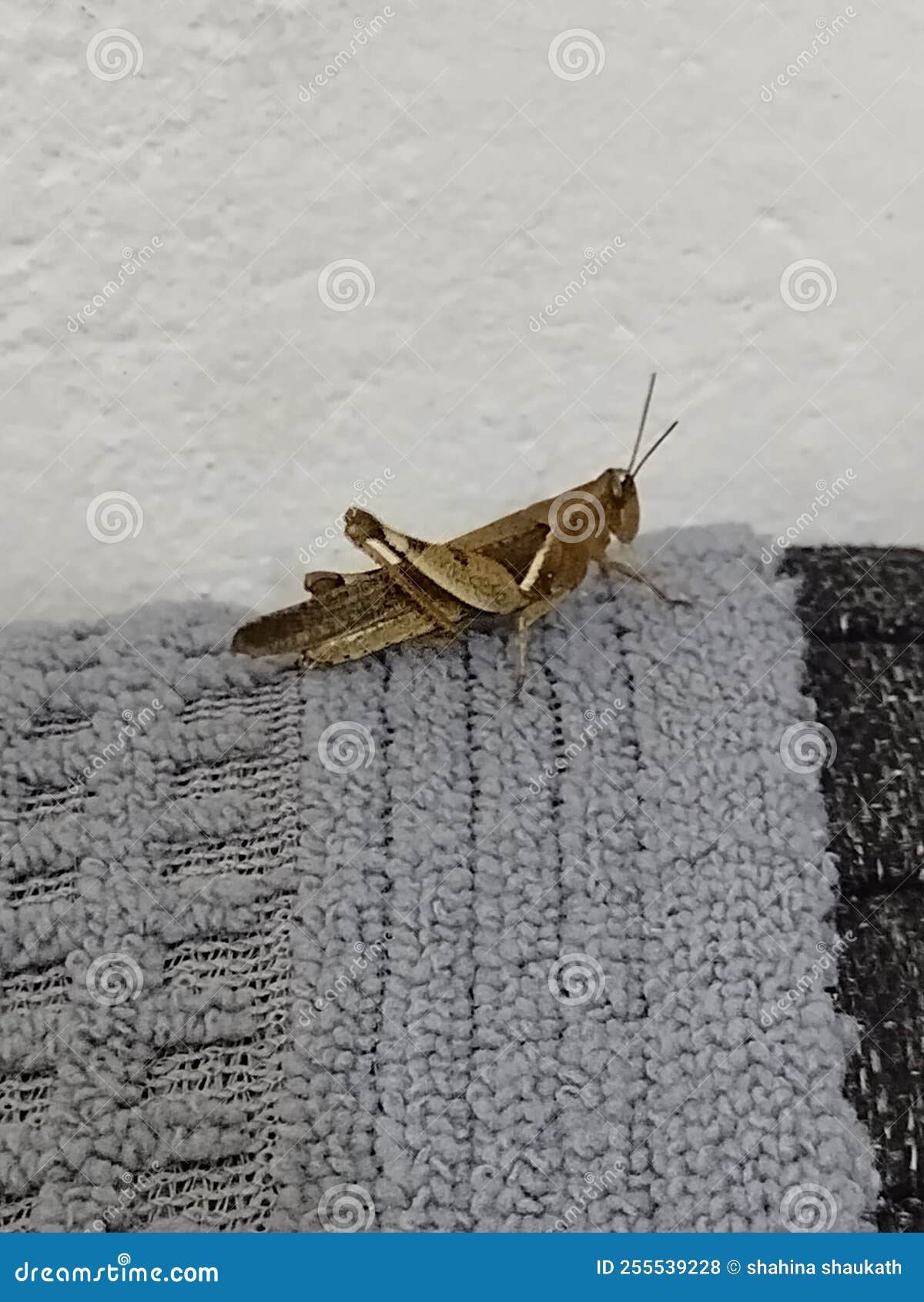 Brown insects stock photo. Image of grass, hopper, indoor - 255539228